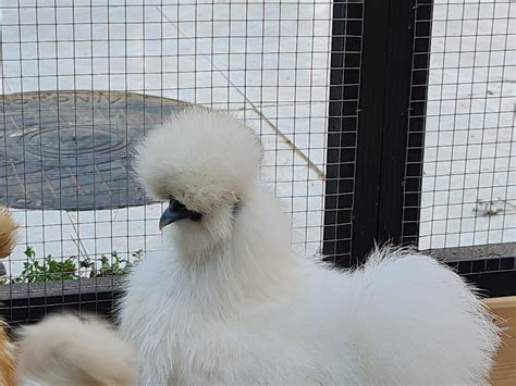 משי לולי חופש משלוחים לכל הארץ