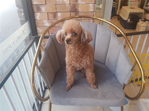 푸들 여아 무료 분양 합니다 강아지 무료분양 강아지무료분양 유기견보호센터 커뮤니티 애니멀러브