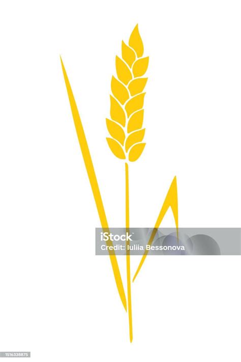 흰색 배경에 고립 된 밀의 벡터 황금 스파이크 플랫 스타일로 손으로 그린 컬러 클립 아트 베이커리 제품 밀가루 수확 추수 감사절