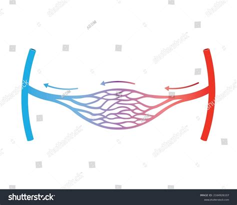 Microcirculation Endothelium Over 9 Royalty Free Licensable Stock Vectors And Vector Art