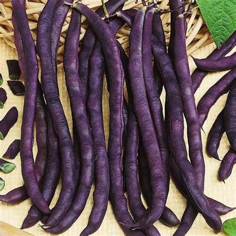 15 Purple Queen French Dwarf Bean Seeds Stringless Etsy Uk