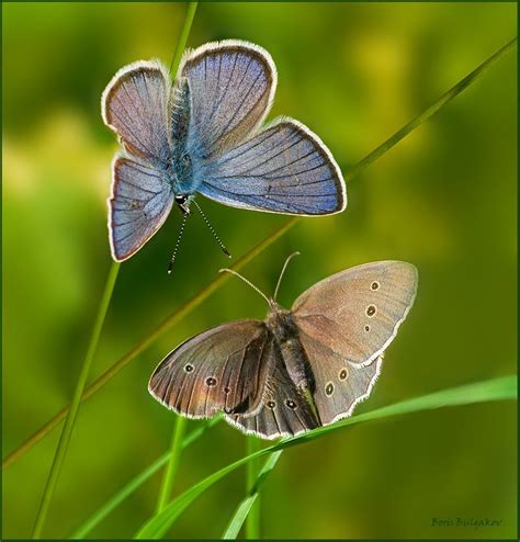 Рандеву - Genre photography - Macroclub.org