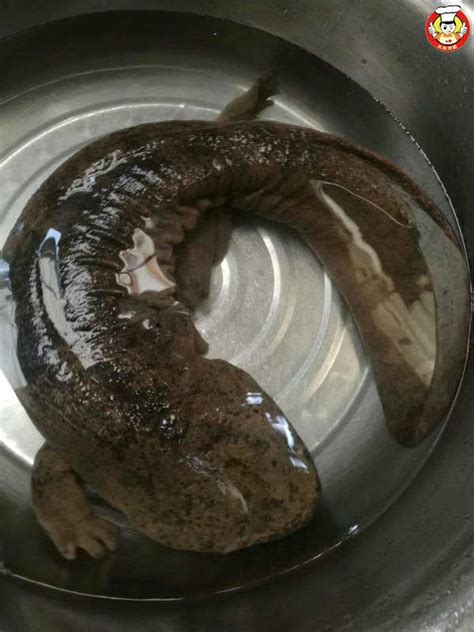 自家養的娃娃魚吃起來就是個香最貴時幾千一斤沒幾個人吃過吧 每日頭條