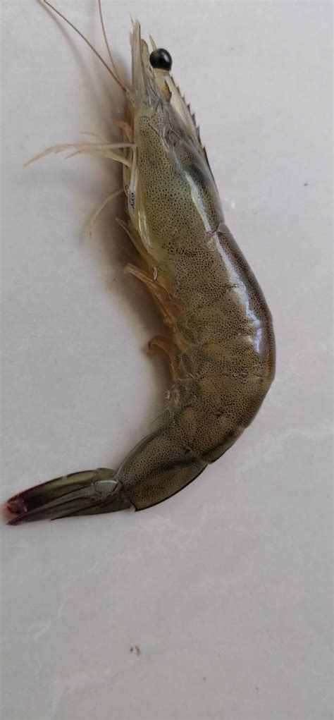 南北美对虾图片对虾图片大山谷图库