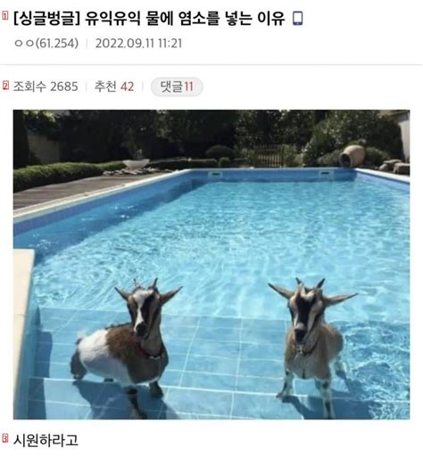 수영장 물에 염소를 넣는 이유 촬스의 이슈와 유머
