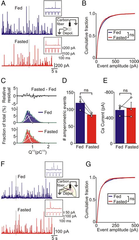 Food Deprivation Does Not Alter The Adrenal Catecholamine Secretory