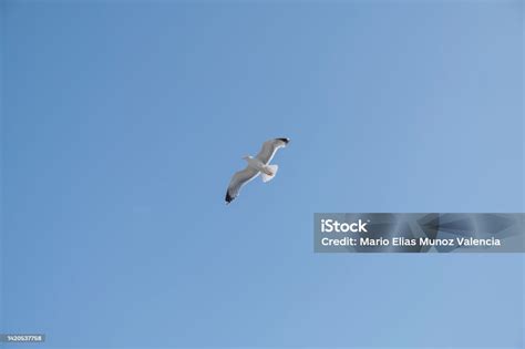 외로운 갈매기가 푸른 하늘 위로 날아갑니다 갈매기는 바다 위에서 물고기를 사냥합니다 갈매기에 대한 스톡 사진 및 기타 이미지