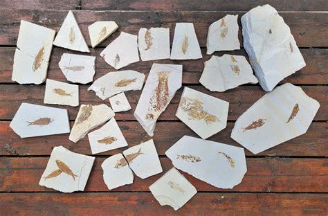 Fossil Hunting At American Fossil Quarry • A Crock Of Schmidt