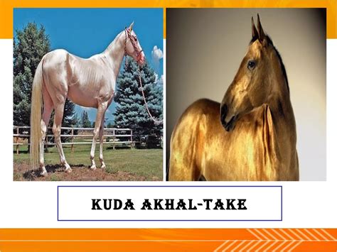 Jenis Jenis Kuda Ppt