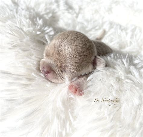 Chiot chihuahua chien à vendre vente de chiots chihuahua De Nottingley