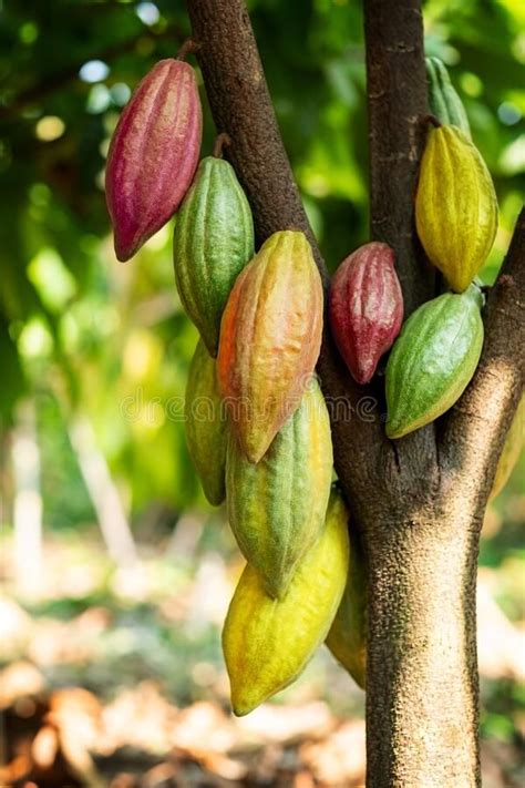 Cacao Tree With Cacao Pods In An Organic Farm