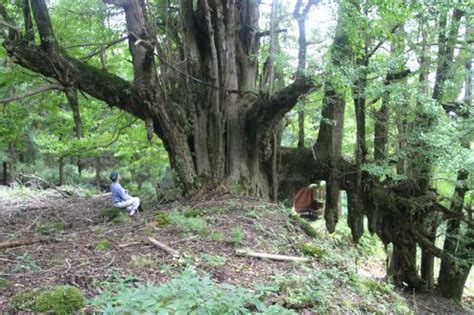 14常瀧寺の大イチョウ別名 乳の木 兵庫の巨樹巨木丹波地区 一般社団法人 兵庫県治山林道協会