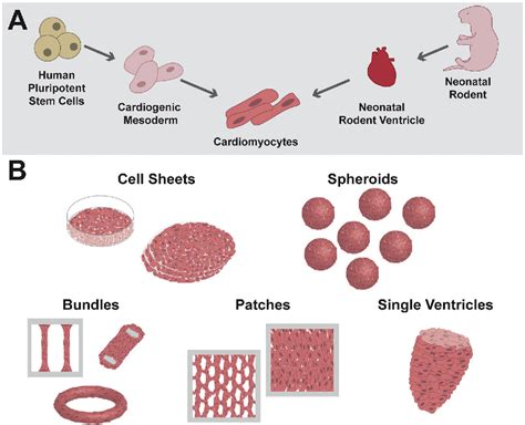 Figure 1 From Biomaterializing The Promise Of Cardiac Tissue