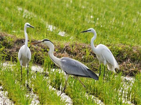 稲田と鷺 春の小川の花鳥日記 楽天ブログ
