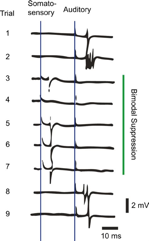 Bimodal Suppression Of An Mgm Unit When Somatosensory Stimulation Download Scientific Diagram