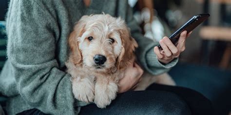 8 Useful Pet Care Apps Every Dog Owner Needs — Country Living Uk