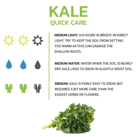 How To Grow Kale Indoors Grow Kale Container Green Kale Plant Care