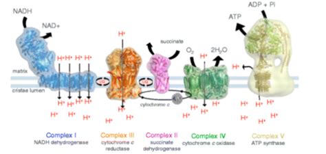 Lecture 3 Mitochondria Including Mitophagy And Apoptosis Flashcards