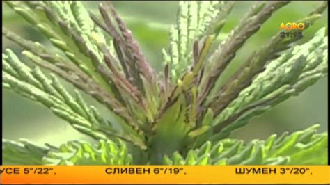 Индустриален коноп цената на страха Youtube