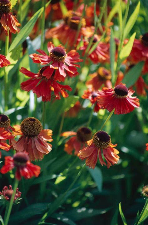 Helenium Moerheim Beauty Sneezeweed Moerheim Beauty Herbaceous