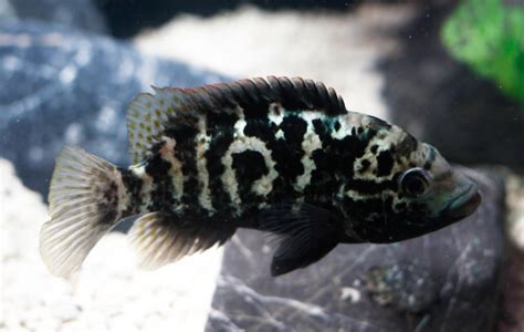 Cuban Cichlid Chibi Aquarium