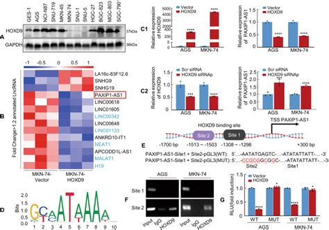 The HOXD9 Mediated PAXIP1 AS1 Regulates Gastric Cancer Progression