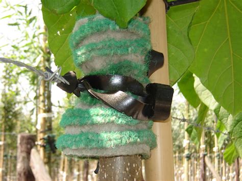 Tie Your Plants With Tree Fix