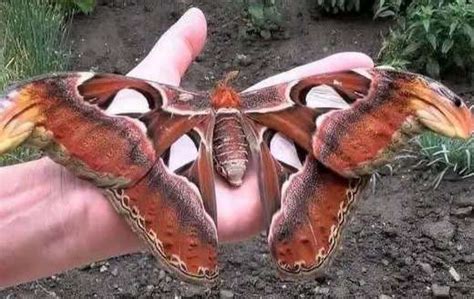 Farfalla Atlante Grande Puzzle Online Gratis