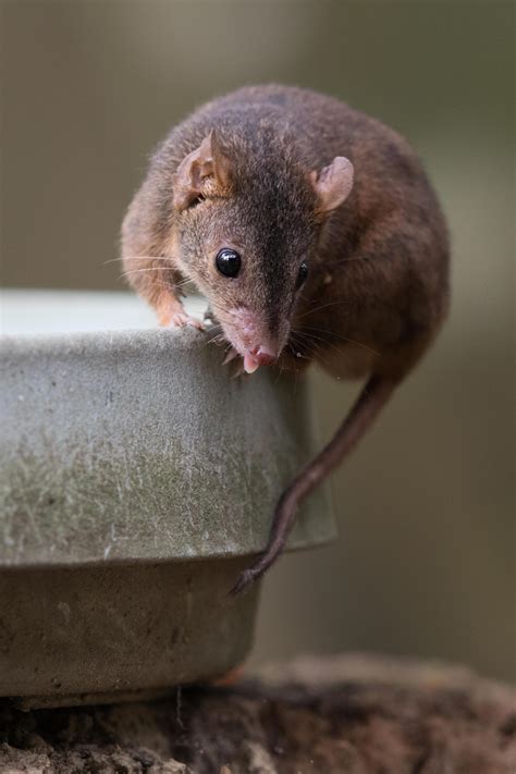 Horny Aussie Mouse Species KILLS Itself With Frantic Hours A Day Sex Sessions Causing