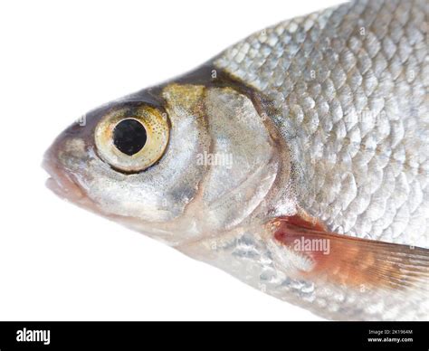 Silver bream (Blicca bjoerkna) portrait isolated on a white background ...