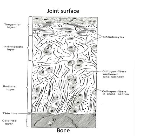 Joint Physiology Flashcards Quizlet