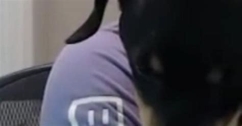 Jerma And Otto From The 3do Stream Imgur