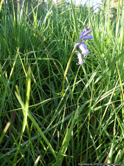 Hyacinthus Sp Hyass Photos Eppo Global Database