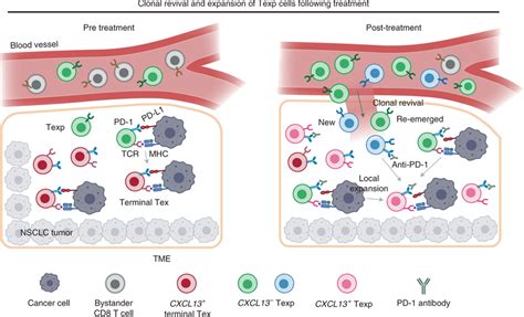 Temporal Dynamics Of Tumor Reactive T Cells Following Treatment Sketch
