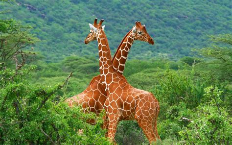 Reticulated Giraffe Giraffa Reticulata