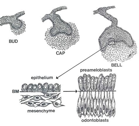 Figure 1 From Cell Matrix Interactions In Tooth Development Semantic Scholar