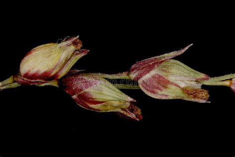 Switchgrass Panicum Virgatum Fruiting Spikelets Closeup Stock Image