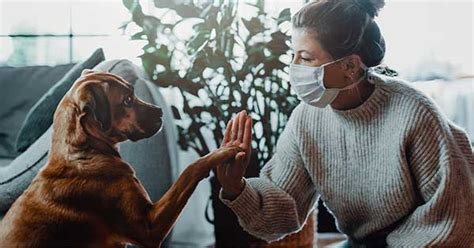 5 Razones Por Las Que Las Mascotas Ayudan A Cuidar Tu Salud Física Y