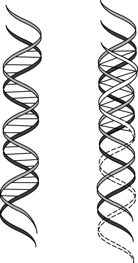 Dna Double Helix Drawing At Explore Collection Of Dna Double Helix Drawing