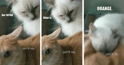 Cats Act Out Spicy And Dramatic Telenovela Script The Days Of Our Cats