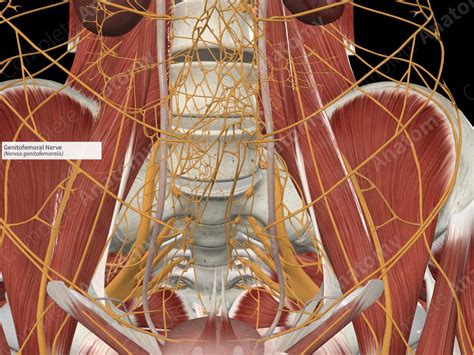 Genitofemoral Nerve Complete Anatomy