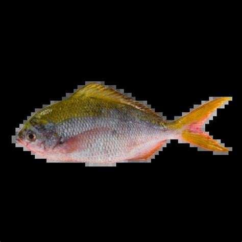 Rainbow Snapper Oceanpearl
