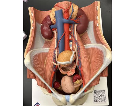 Dual Sex System Quiz