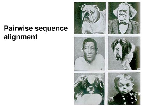 Ppt Pairwise Sequence Alignment Powerpoint Presentation Free