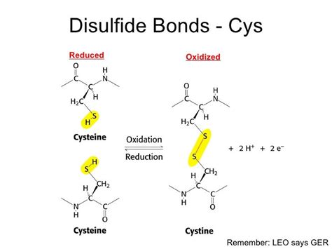 Proteins Basics You Need To Know For Proteomics