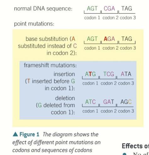 Mutations And Variation Flashcards Quizlet