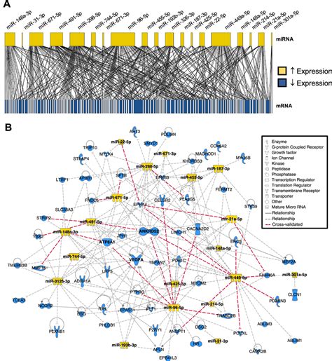 Cardiac Mirnamrna Reductive Stress Regulatory Network A Bipartite Download Scientific