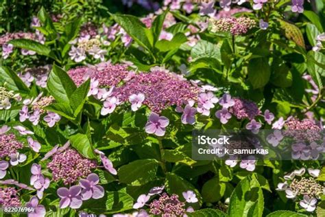 핑크 향 조 팝 나무 꽃은 둥근된 모양 유키이 네 X Betulifolia 핑크 향 자작나무 잎 조 팝 나무와 작은 나무