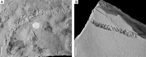 Planolites Beverleyensis A Nmmnh P 46681 B Nmmnh P 46702 Scale