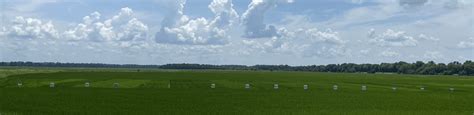 Large Plot Rice Cultivar Demonstration 2022 Mississippi Crop Situation